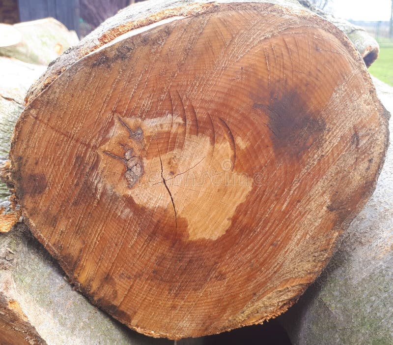 Beech tree texture stock image. Image of lumber, forest - 117345913