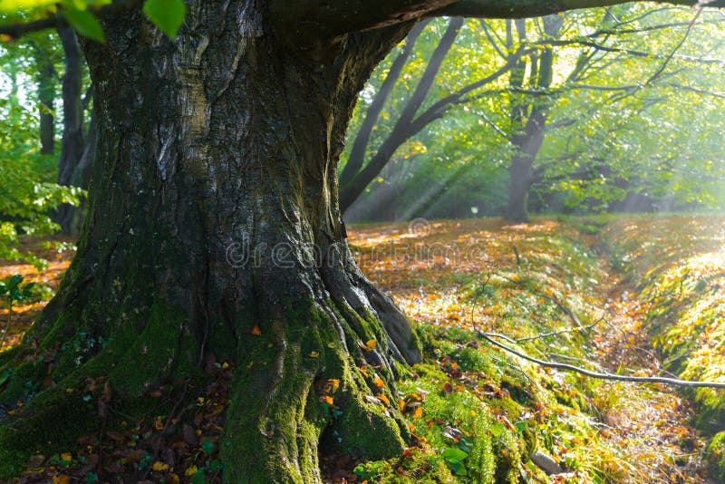 Massive beech tree stock image. Image of spread, strength - 101094151