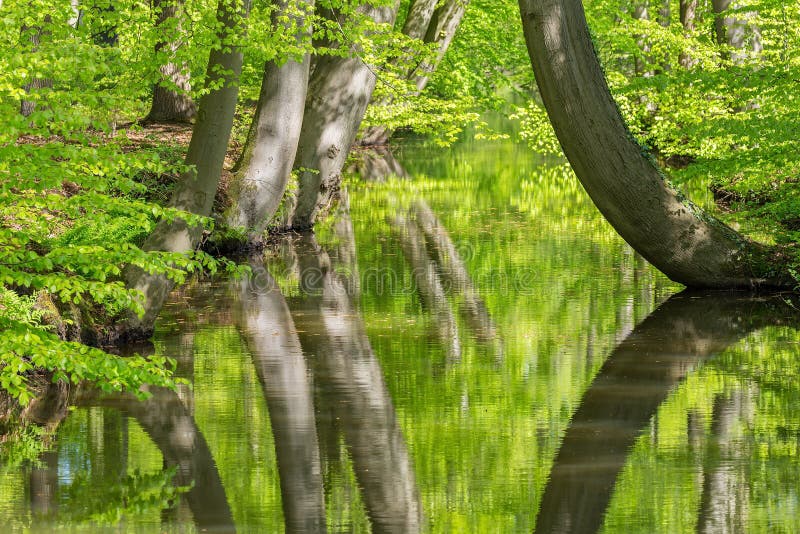 Beech Tree Trunks with Water in Spring Forest Stock Photo - Image of ...