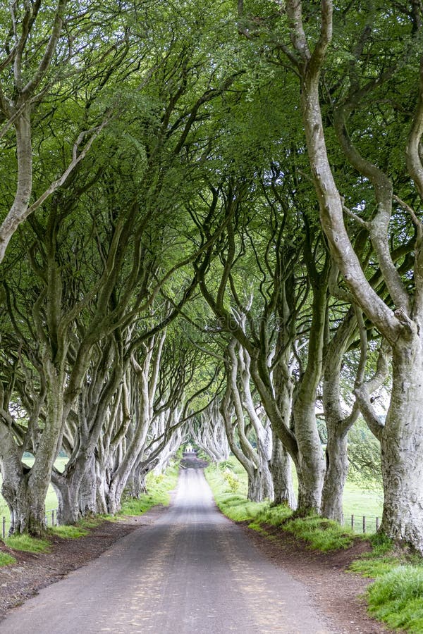 Beech Tree tunnel stock photo. Image of antrim, trees - 150895486