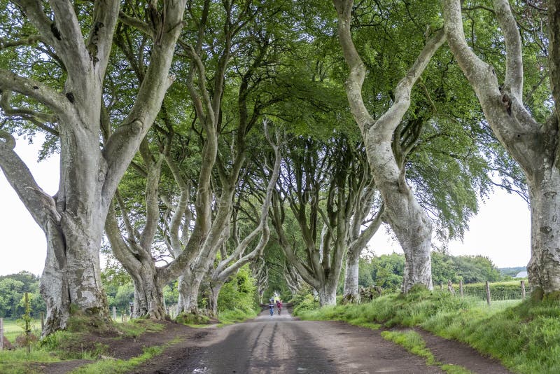 233 Beech Ireland Northern Tree Tunnel Stock Photos - Free & Royalty ...