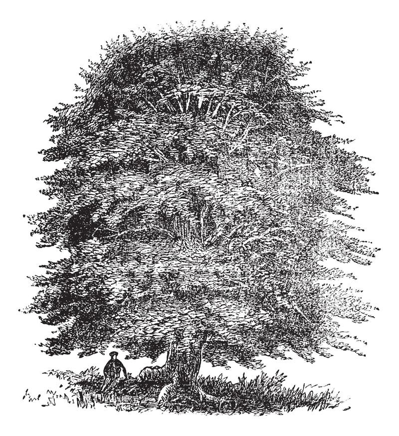 Beech Tree Etching Stock Illustrations – 25 Beech Tree Etching Stock ...