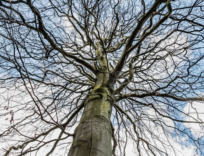 Beech Tree in Winter stock photo. Image of gray, smooth - 94270944