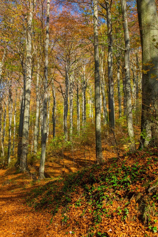 Beech tree woods in autumn stock image. Image of fagus - 214148851