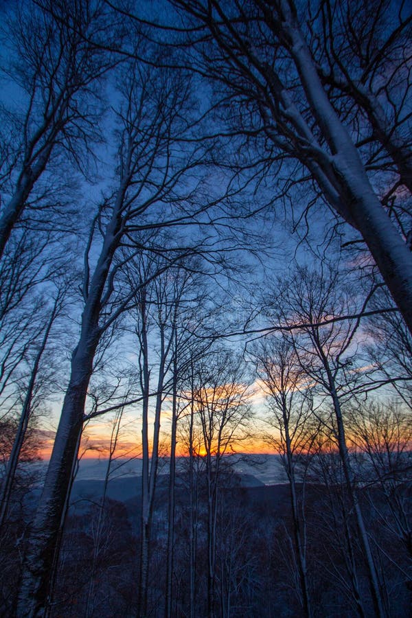 Nightfall in the woods stock photo. Image of sunset - 217618990