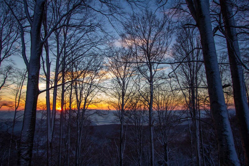 Nightfall in the woods stock photo. Image of forest - 217618996