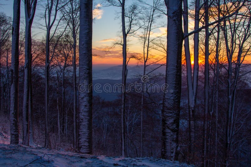 Nightfall in the woods stock photo. Image of outdoors - 217619030