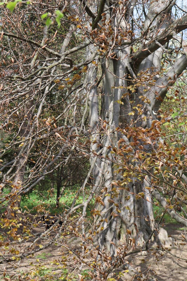 Beech Tree with Young Leaves on Branches in a Spring Park on a Sunny ...