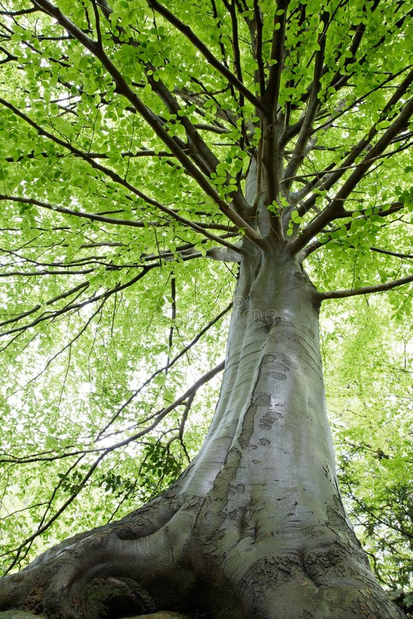 Beech tree stock image. Image of upward, nature, natural - 6358723