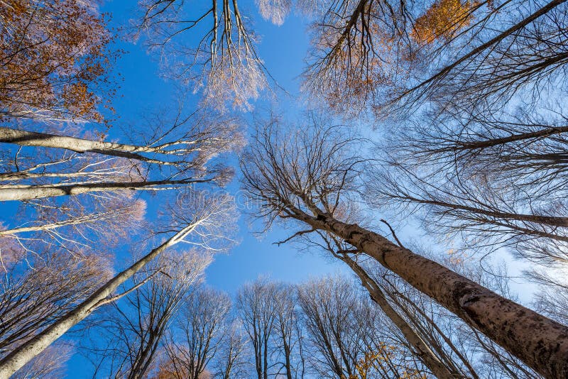 Ascending Trees on Mountain Stock Photo - Image of green, hill: 64413184