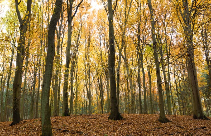Beech trees in autumn stock photo. Image of horizontal - 16779956