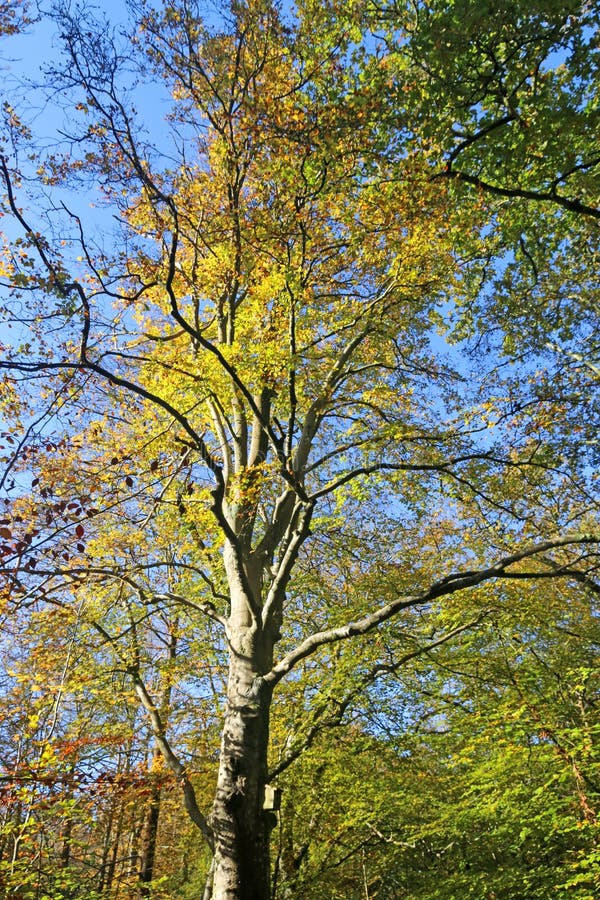 Beech trees in Autumn stock image. Image of golden, trees - 252749257
