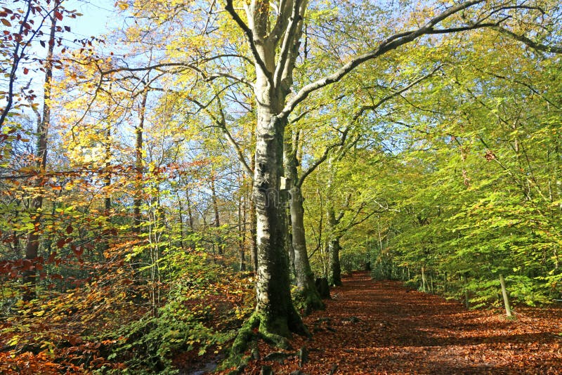 Beech Trees in Autumn at Decoy Country Park Stock Image - Image of ...