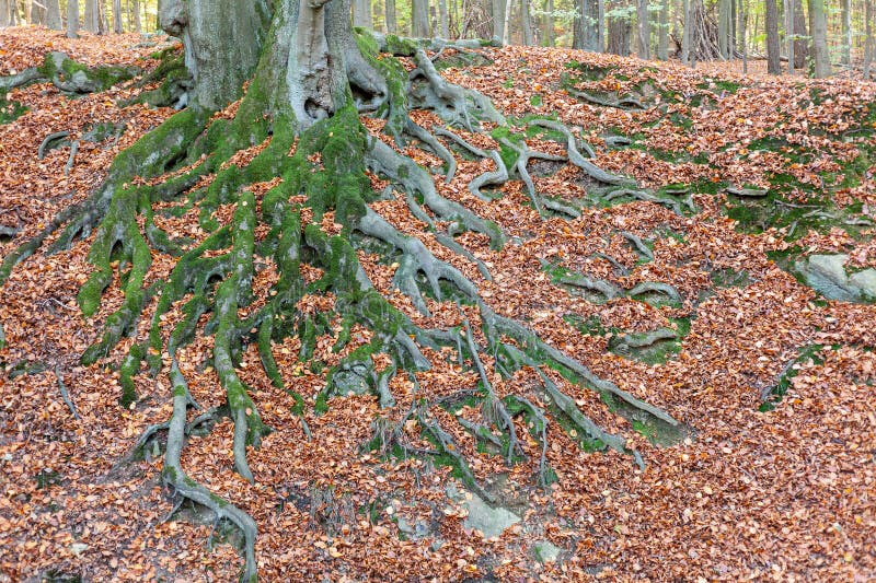 Beech Trees in the Autumn Forest with Fallen Leaves and Roots Stock ...