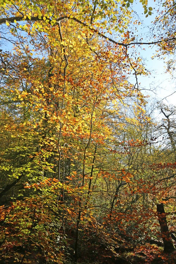 Beech Trees Reflected in a River in Autumn Stock Photo - Image of ...