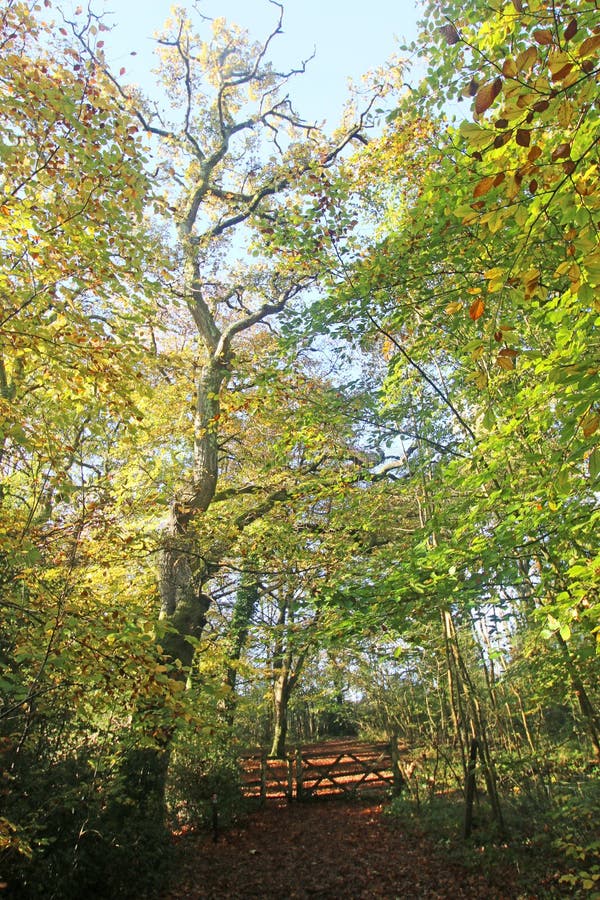 Beech trees in Autumn stock image. Image of path, colors - 264439125