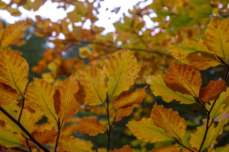 Beech Trees Autumnal Foliage Stock Image - Image of freshness, foliage ...
