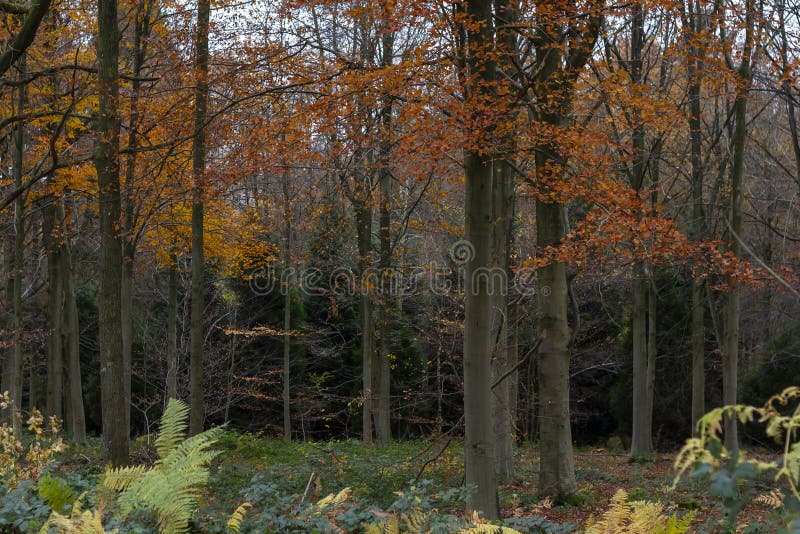 Beech Trees Autumnal Forest Stock Image - Image of fagus, carbonaria ...
