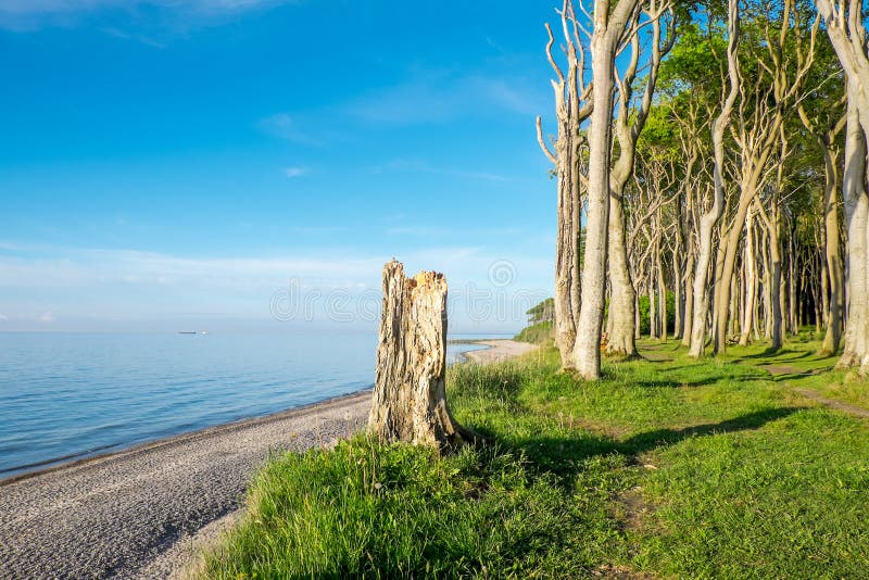Beech Trees at the Baltic Sea Stock Image - Image of vacation, horizon ...