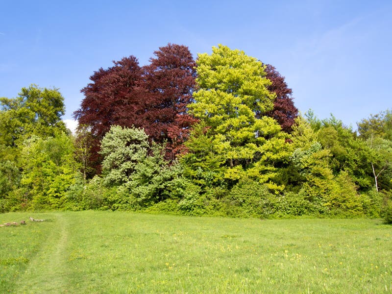 Beech Trees stock photo. Image of land, foliage, meadow - 40799896