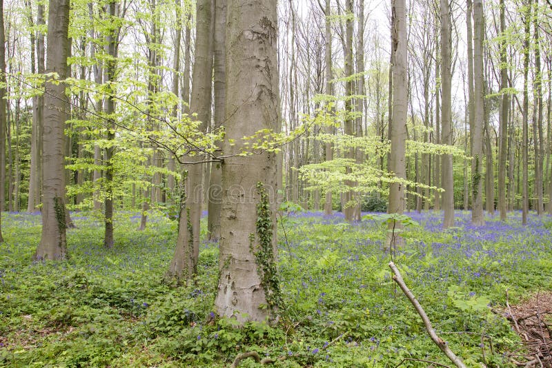 Beech Trees Blooming in the Springtime Forest Stock Photo - Image of ...