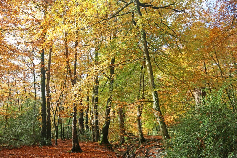 Decoy Country Park, Devon in Autumn Stock Image - Image of fence ...