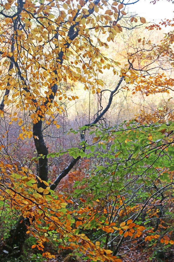 Decoy Country Park, Devon in Autumn Stock Photo - Image of rural, leaf ...