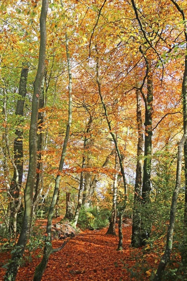 Decoy Country Park, Devon in Autumn Stock Photo - Image of devon, woods ...