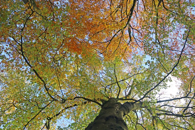 Beech Trees in Decoy Country Park, Devon in Autumn Stock Photo - Image ...