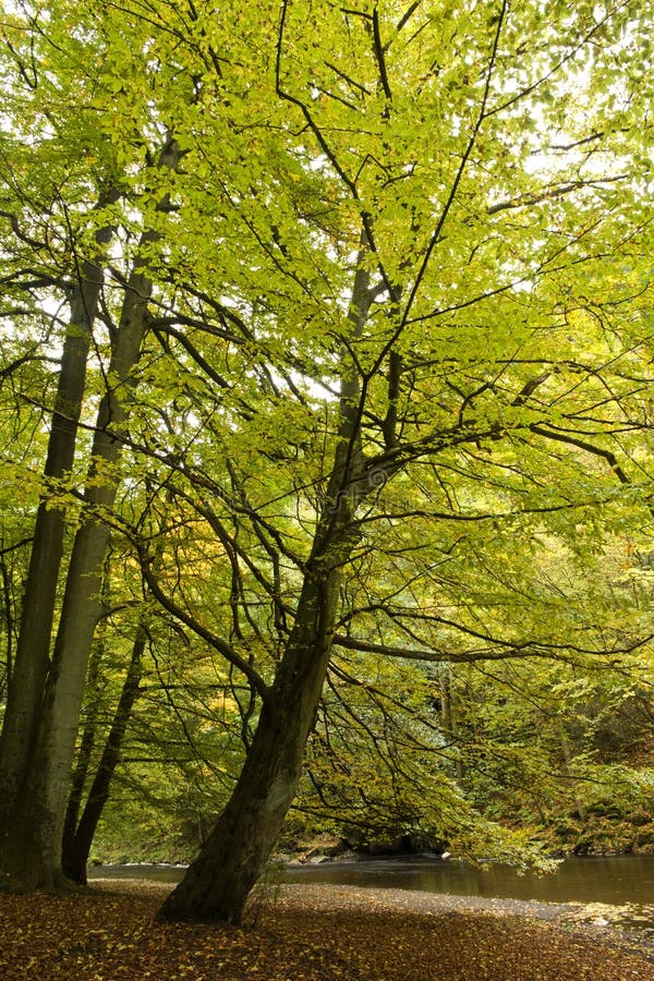Fall beech tree forest stock photo. Image of sunshine - 79820746