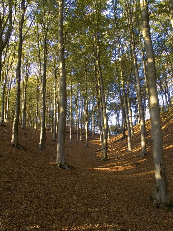 Beech trees in forest stock photo. Image of wooded, forested - 1302120