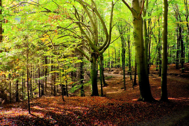 Beech Trees Forest at Autumn / Fall Daylight Stock Image - Image of ...