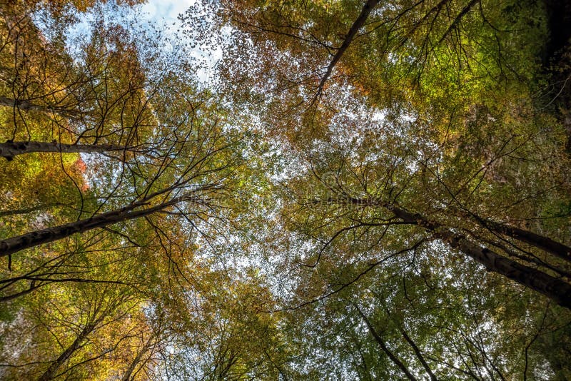 Beech Trees Forest from Below in Autumn Stock Photo - Image of high ...