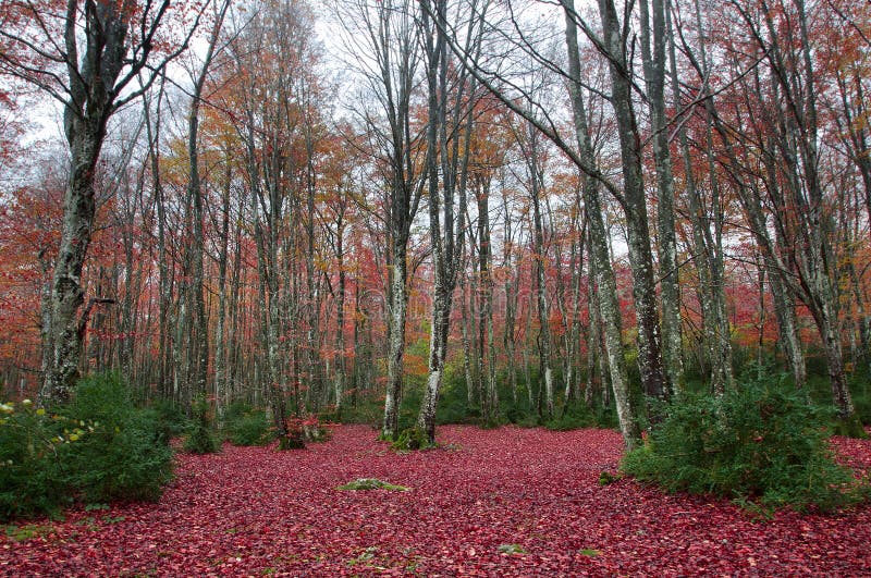 Beech Trees in the Forest. Rainy Autumn Day Stock Photo - Image of ...