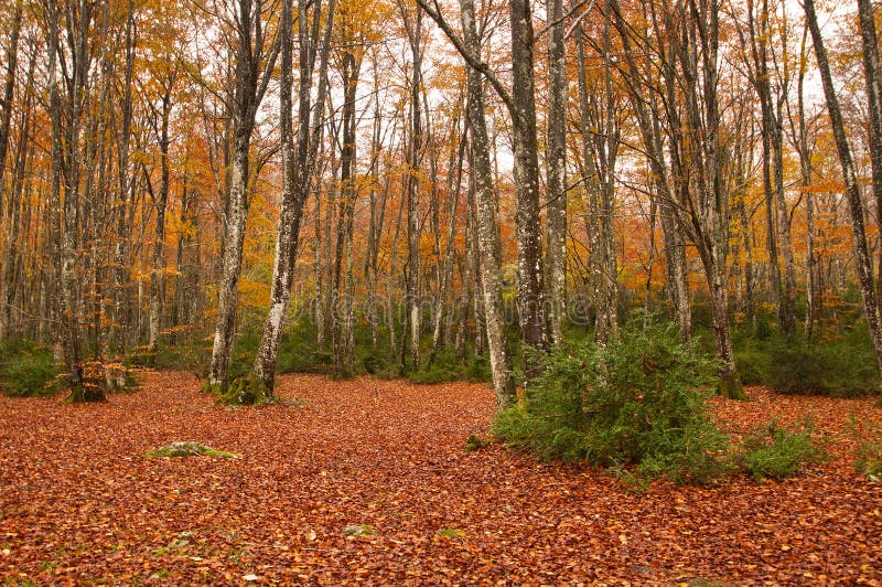 Beech Trees in the Forest. Rainy Autumn Day Stock Image - Image of ...