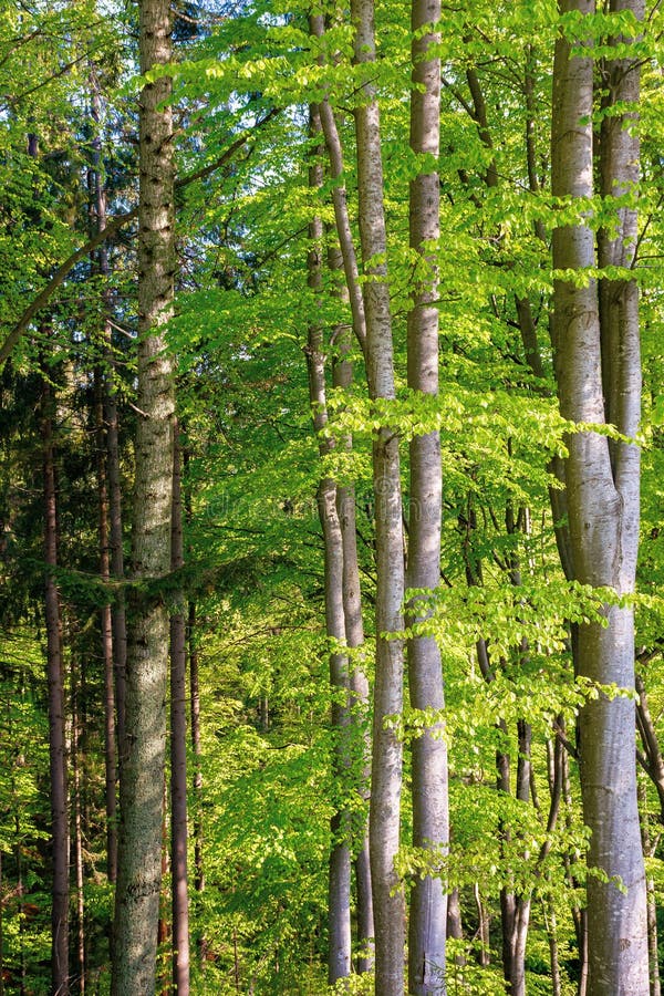 Beech Trees with Fresh Green Foliage in Sunlight Stock Image - Image of ...