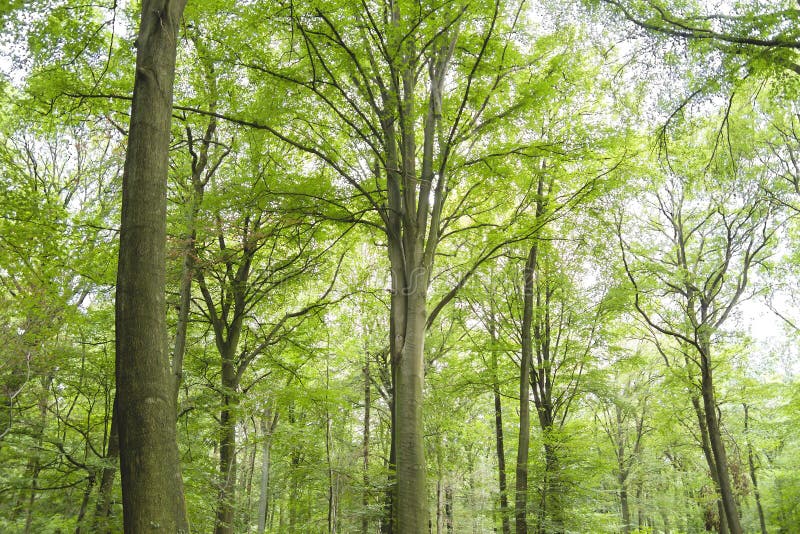Beech Trees Green Forest Landscape Stock Image - Image of belgium ...