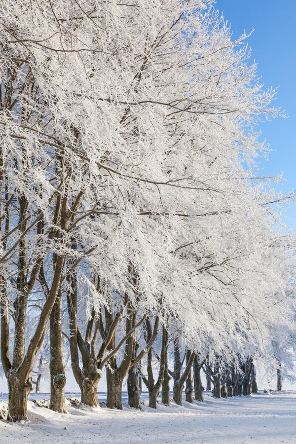 Beech trees stock image. Image of snowy, scenic, beech - 61970941