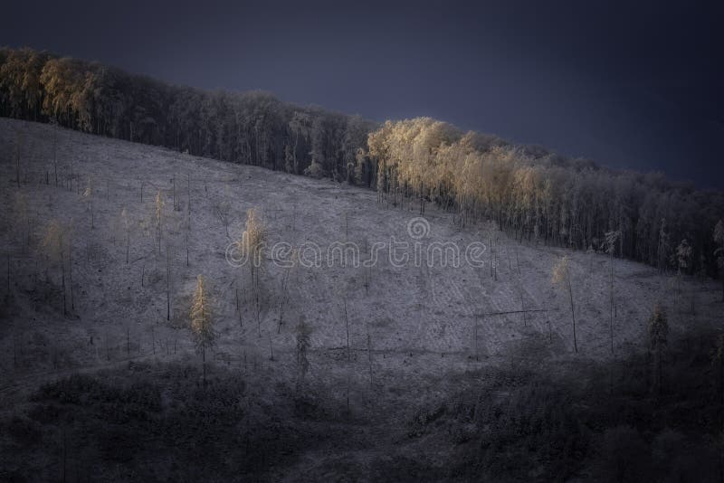 Beech trees lit up stock photo. Image of tree, beautiful - 265952110