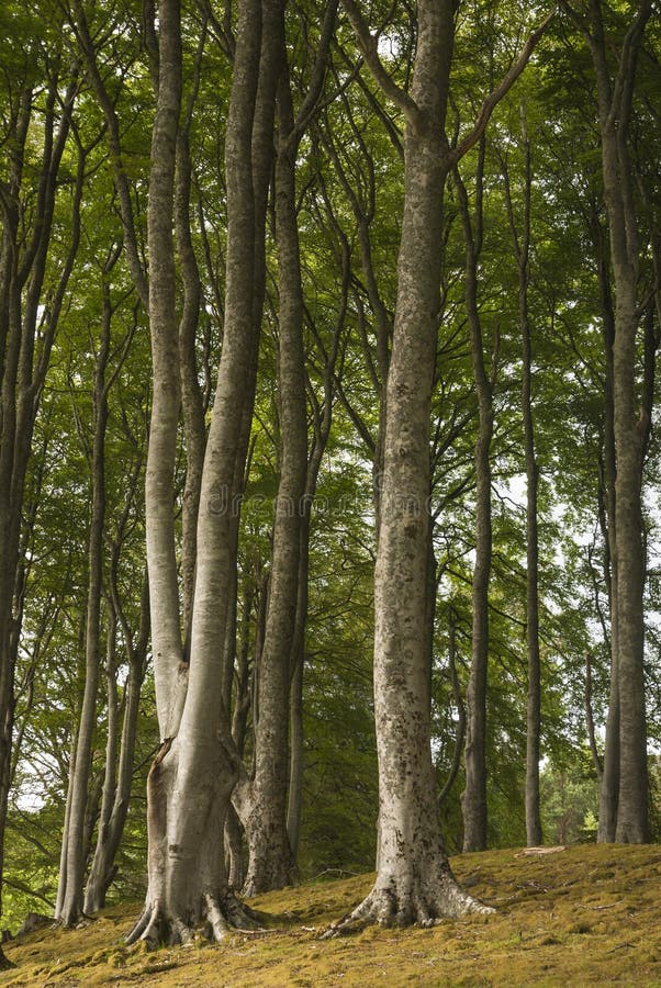 Beech Trees stock photo. Image of forest, beeches, people - 78740562