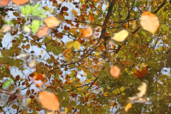 Beech Trees Reflected in a Pond in Autumn Stock Image - Image of park ...