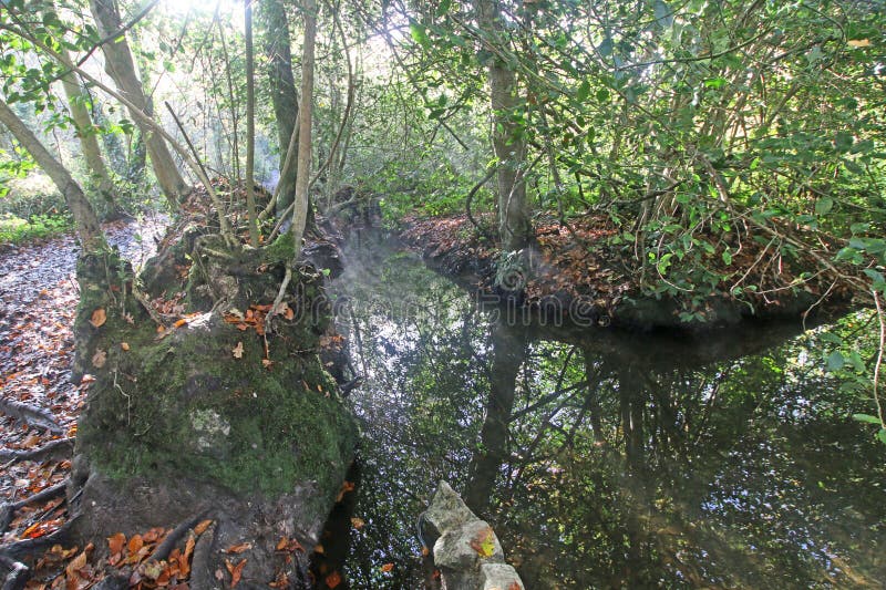 Beech Trees Reflected in a Pond in Autumn Stock Image - Image of water ...