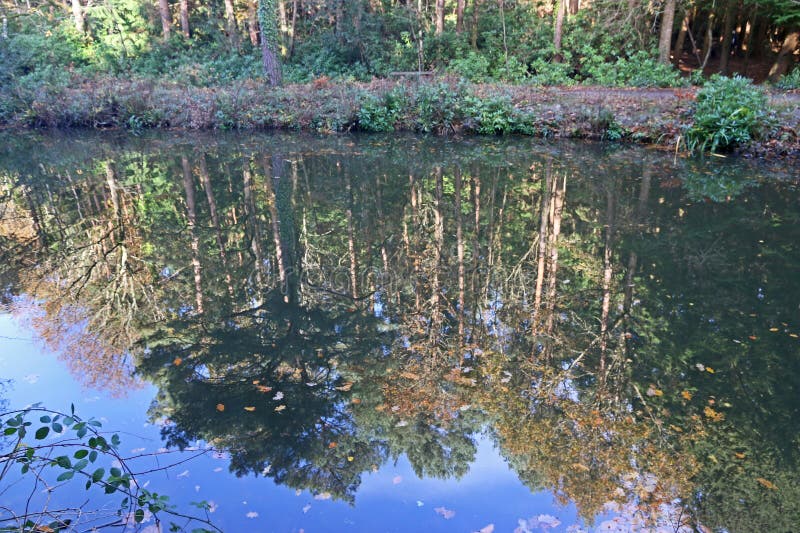 Beech Trees Reflected in a River in Autumn Stock Photo - Image of color ...