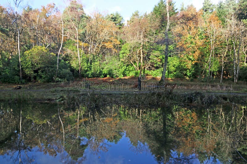 Beech Trees Reflected in a River in Autumn Stock Photo - Image of ...