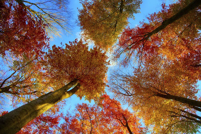 American Beech Tree In Fall Color. Stock Image - Image of image, season ...