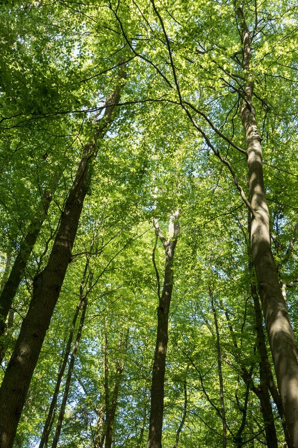 131 Trees Worm's Eye View Stock Photos - Free & Royalty-Free Stock ...