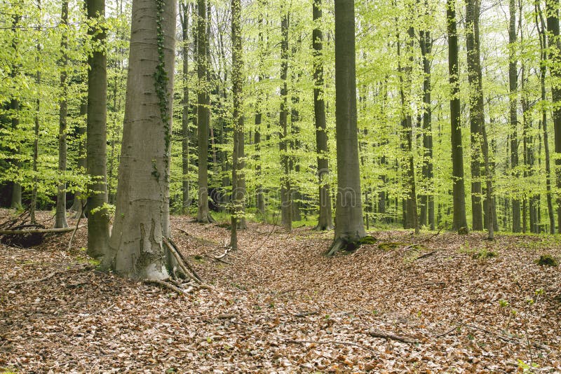 Beech trees in spring stock image. Image of ecosystem - 171781769