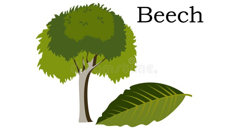 Beech Trees Vector Element. Vector Green Stock Vector - Illustration of ...