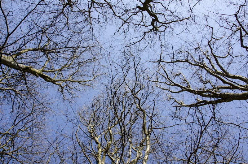 Beech trees in winter stock photo. Image of beech, tall - 31069606