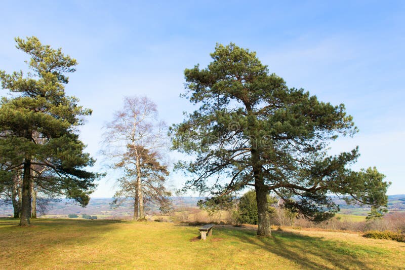 Beech trees in winter stock photo. Image of mont, sunny - 67199290
